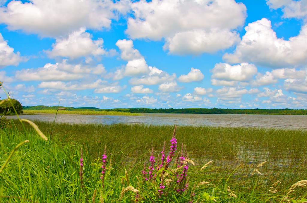 Instantes en Imágenes: Las Landas (Francia) 1