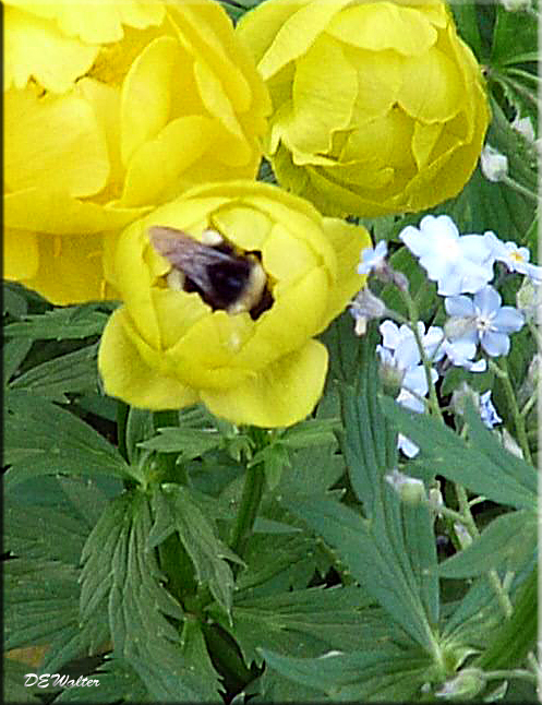 The Home Bug Garden: Bee-learned, not Bee-clowned: White-tailed Bumble ...