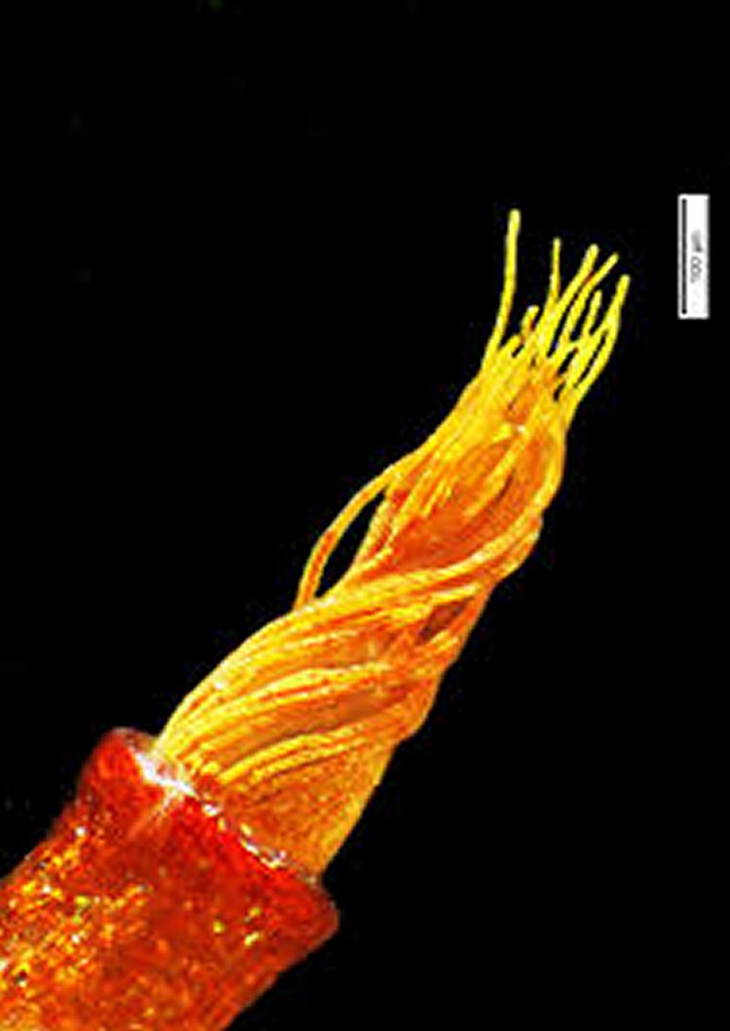 Botany Professor: Mosses of Central Florida 41. Tortella