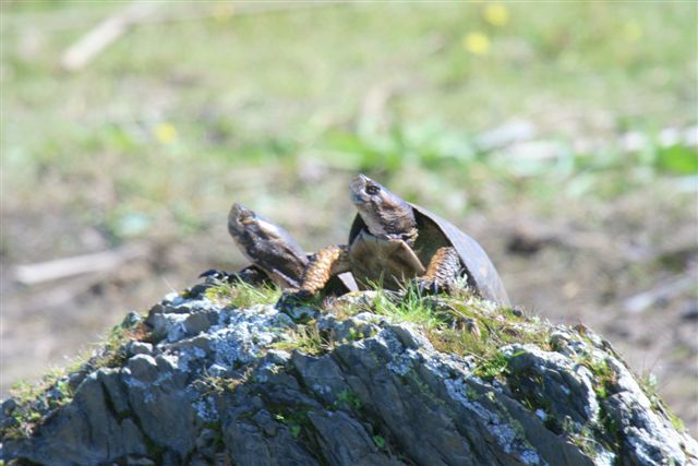 Copper Gazette: Great Day Fishing at Salt Springs Valley Reservoir ...