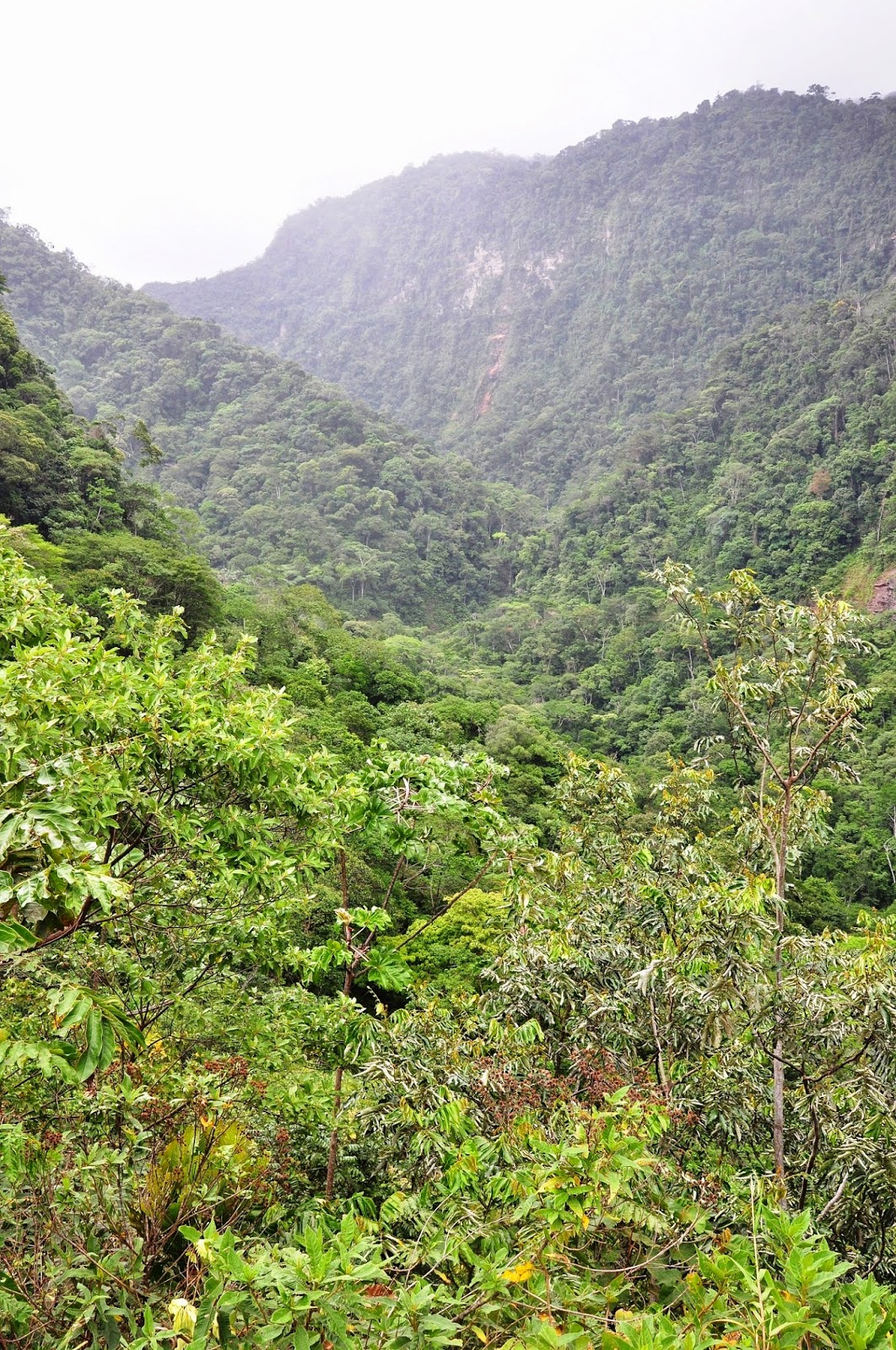 EL RINCÓN DE SCHULTZ (GERARDO CAILLOMA): CRÓNICAS LORETANAS: YURIMAGUAS ...