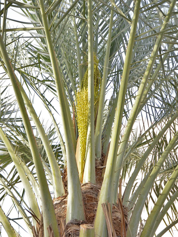 DIÁRIO COM A NATUREZA: 04 DE NOVEMBRO - TAMARA - TAMAREIRA - FLOR - FRUTA