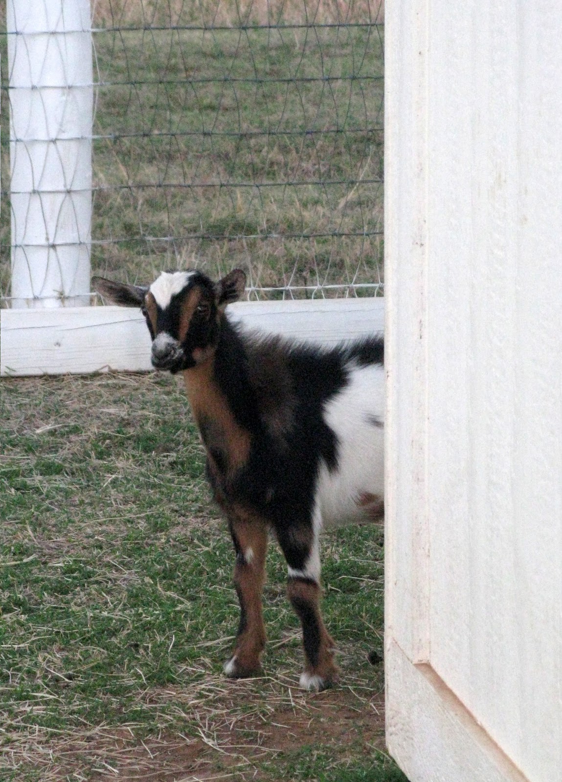 Goat goodbye {and hello!}