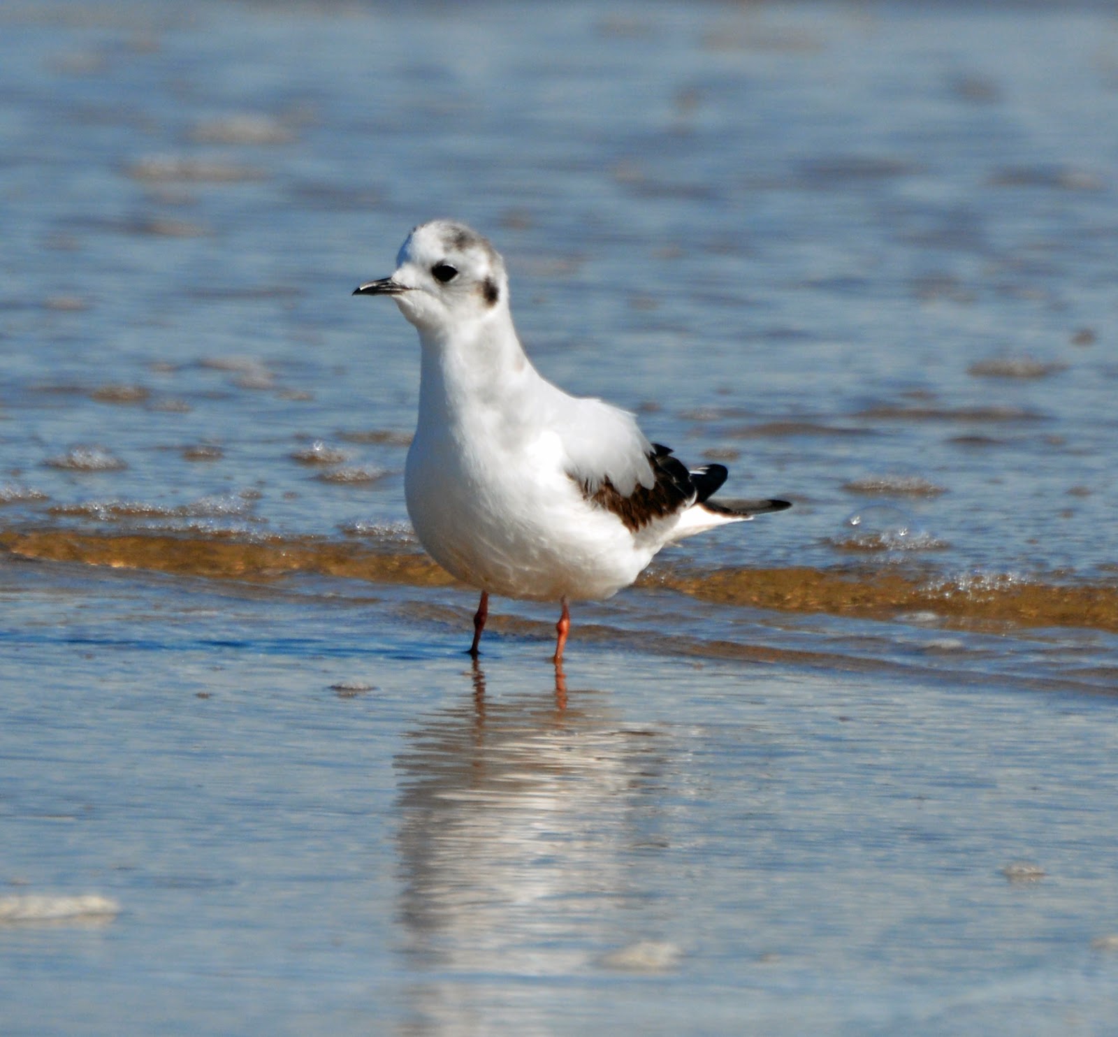 Mary Birds: Little Gull and Glaucous Gull, Boca Chica - January 18, 2014