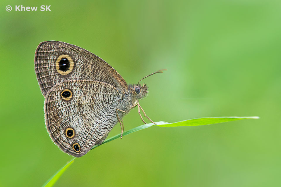 Butterflies of Singapore: Butterfly of the Month - November 2017