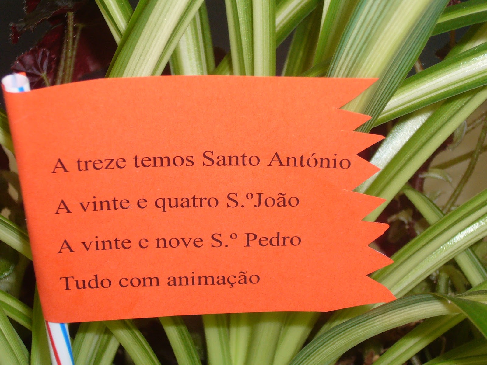 Manjericos Santos Populares / Sardoal: Concelho celebra Santos ...