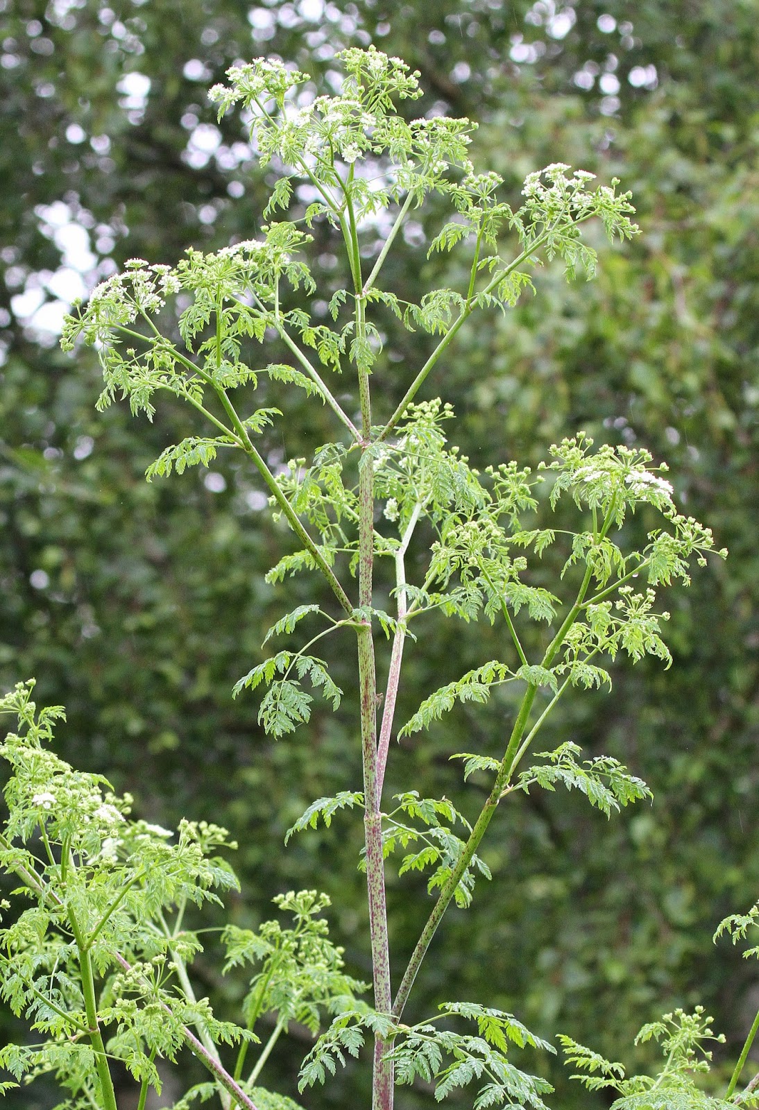 Birding with Flowers: A Hemlock By Any Other Name...