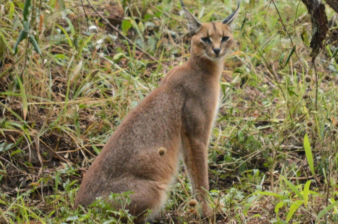 Notes From Kenya: MSU Hyena Research: Exciting animal sightings!