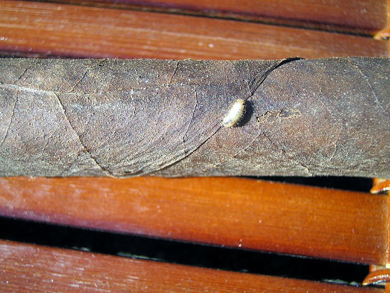 Bocabennington: Tobacco Bugz