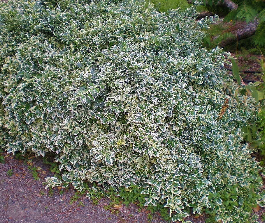78 Euonymus Fortunei Colorata - Télécharger