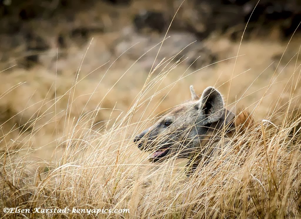 Elsen Karstads Pic A Day Kenya Radio Collared Hyena Masai Mara Kenya
