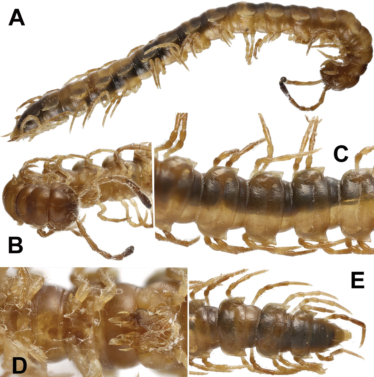 Species New to Science: [Diplopoda • 2017] Revision of the Vietnamese ...