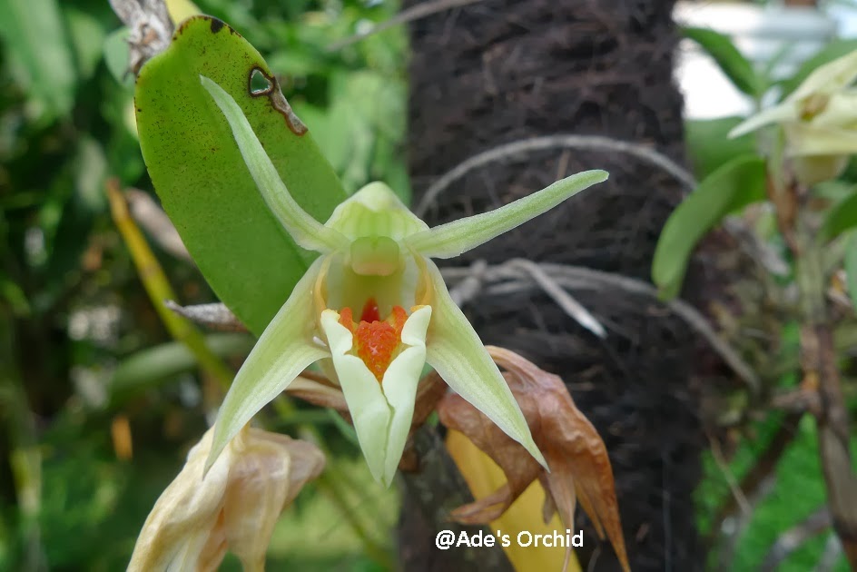 Ade's Orchid: Dendrobium cruentum