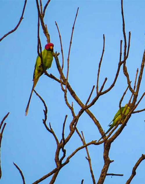 Blossom-headed parakeet | Birds of India | Bird World