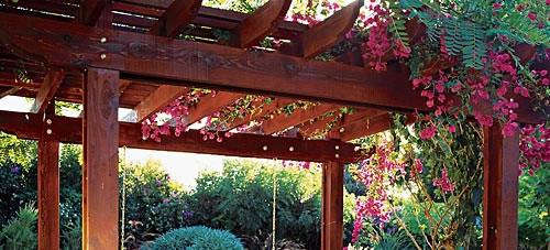 In the Little Yellow House: Pergola Ideas: Vines for Spring
