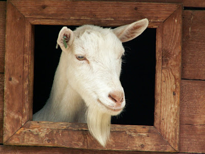 Minden ami kecske: május 2011