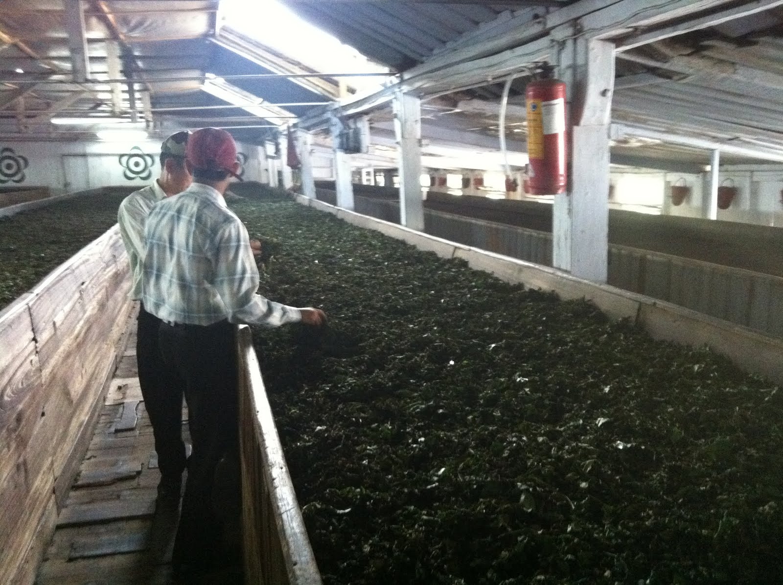 tea journeys: Tea Processing - 101