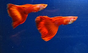 Guppy Realm: Moscow Red