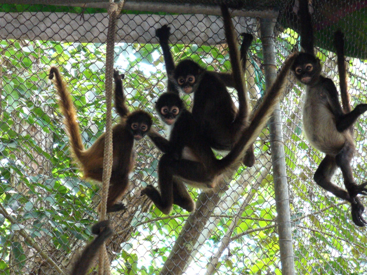 Protección a la Naturaleza: ESPECIES PROTEGIDAS GUATEMALA