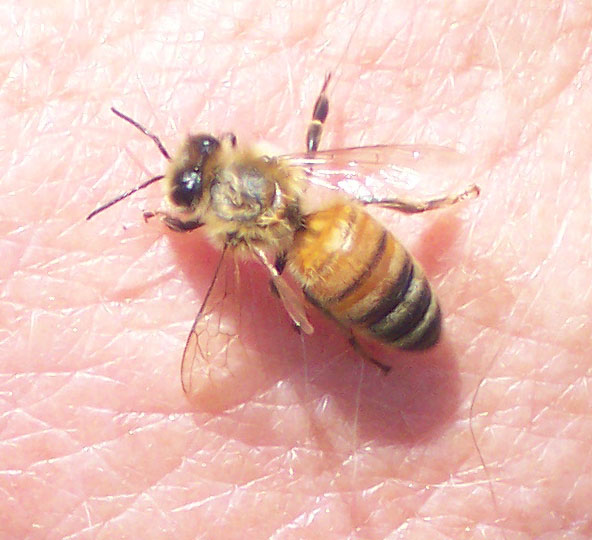 Bee-Magic Chronicles for Kids: Karate Bee