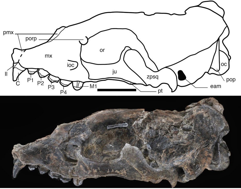 The Coastal Paleontologist, atlantic edition: 2013 in review: Advances ...