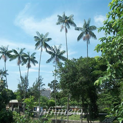 Palmeira juçara (Euterpe edulis) uma importante espécie botânica da ...
