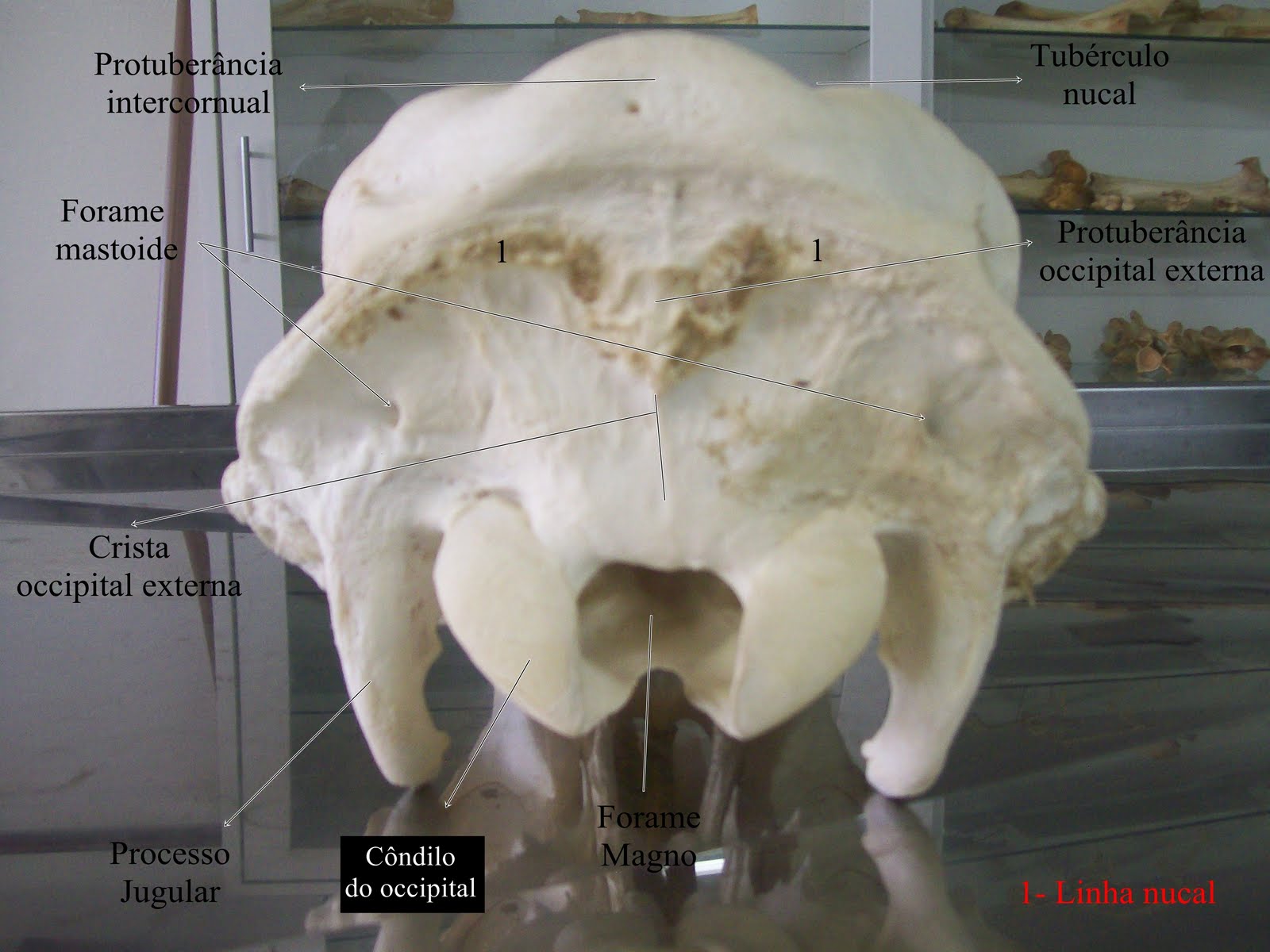 Anatomia Veterinária | Medicina Veterinária - Facisa