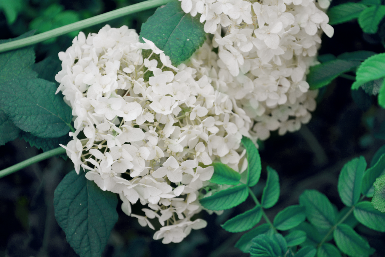 The Closet Historian: Two Strip Technicolor