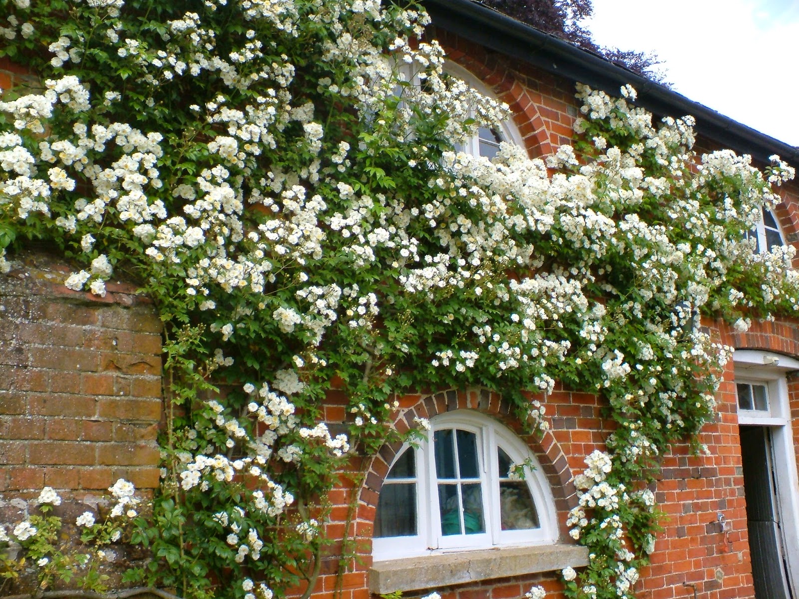 life between the flowers : White Rambling Roses for walls,trees ...