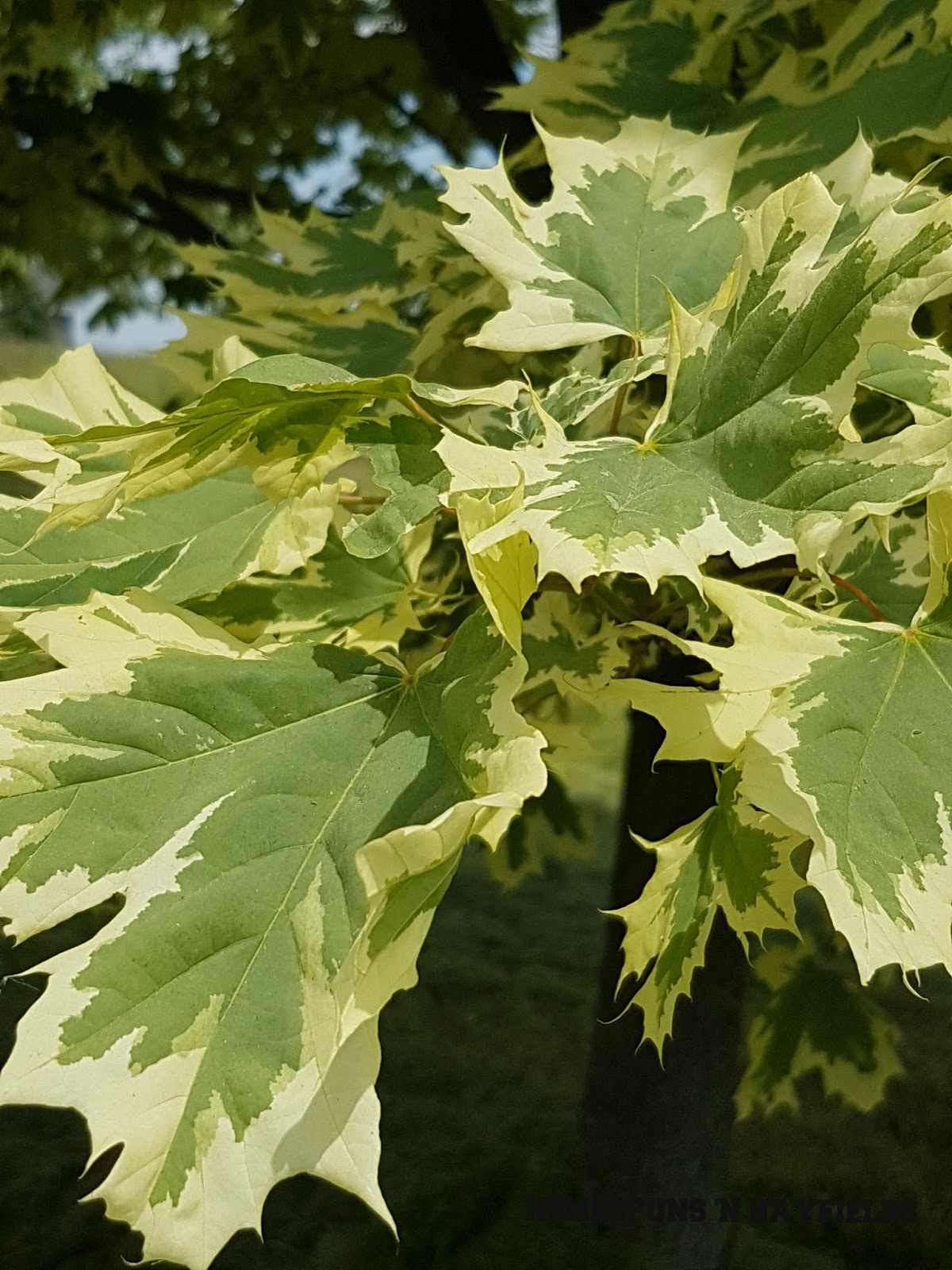 Homespuns 'n Hayfields: September 2016