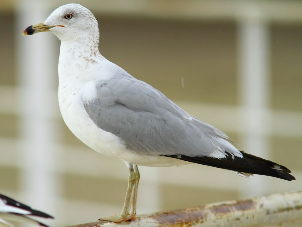 Birding Is Fun!: GULLS OF SPAIN - GAVIOTAS DE ESPAÑA