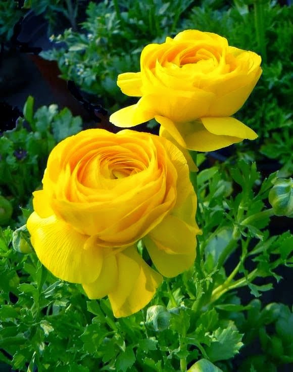 Ranunculus - Persian Buttercup ~ Amazing Photography