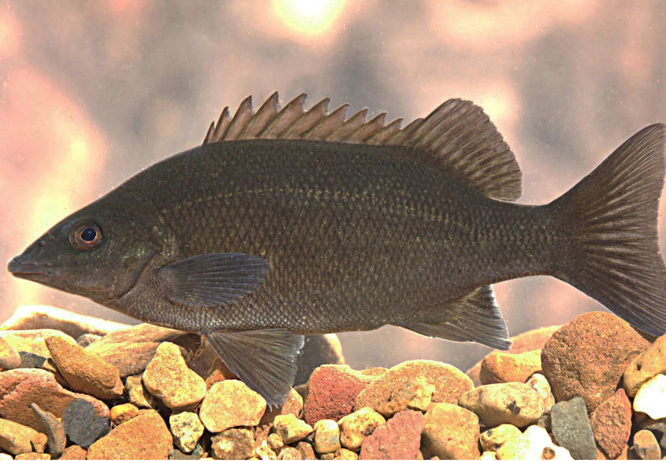 Species New to Science: [Ichthyology • 2017] A Revision of the Grunter ...