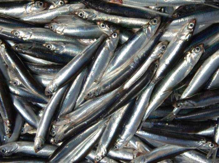 Pastasciutta: Inćuni u maslinovom...duplo jeftinije