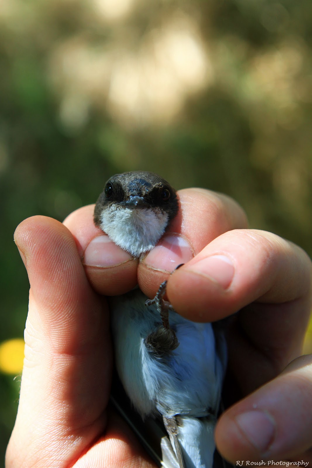 Mediocre Surreality: Tree Swallows, Barn Swallows of the Eclipse