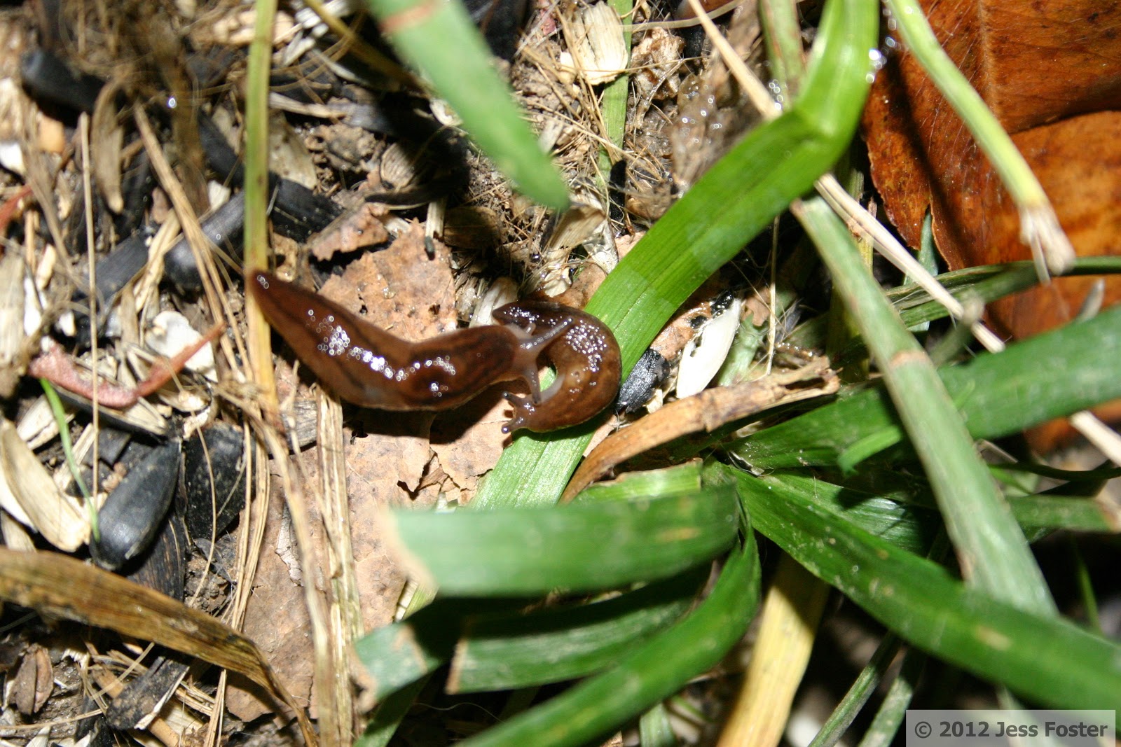 Sluggin' Along: Mating Slugs: Unsuccessful Sperm Exchange?