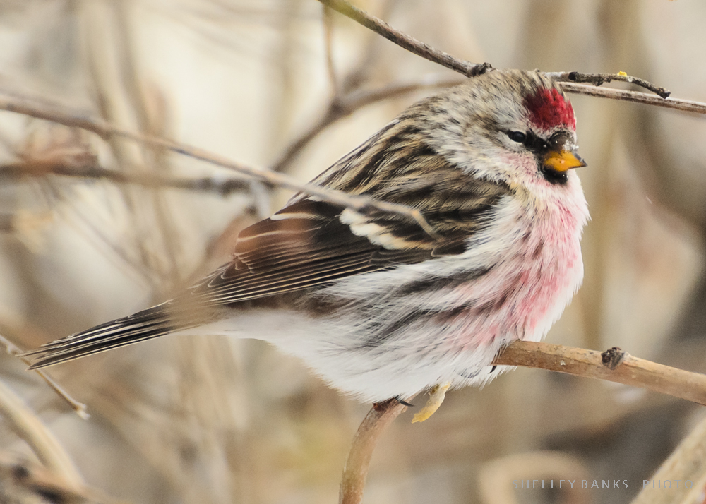 Prairie Nature: Common Redpolls: Winter Prairie Visitors