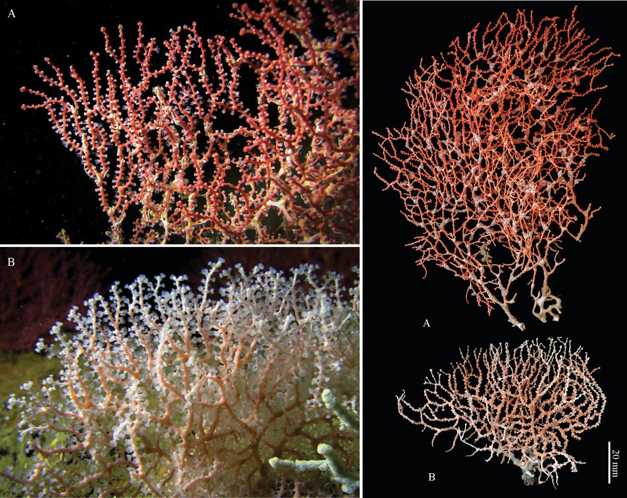 Species New to Science: [Cnidaria • 2016] Melithaea davidi • A New ...
