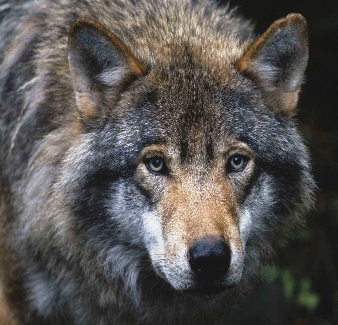 La Gramigna: Lupo e allevamenti: la convivenza è possibile!