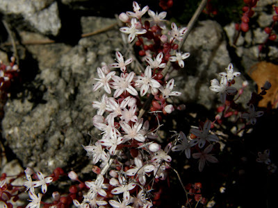 Anybody Seen My Focus?: Elf Orpine (Diamorpha smallii)