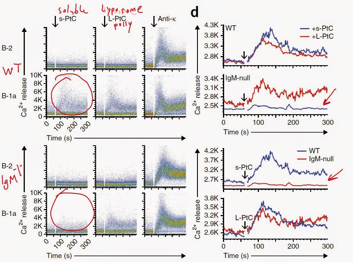 Anergic B cells respond to polyvalent antigens via IgD receptor ...
