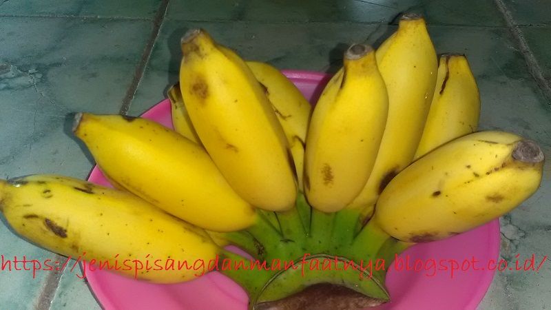 Pisang Lilin, Nama Lain Dan Penjelasan Lengkapnya - Jenis Pisang Dan ...