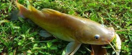 Gema Wirausaha: Mengenal Ikan Baung