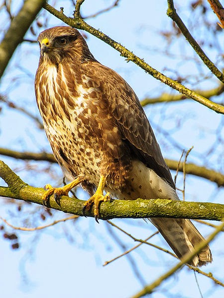 The Common Buzzard