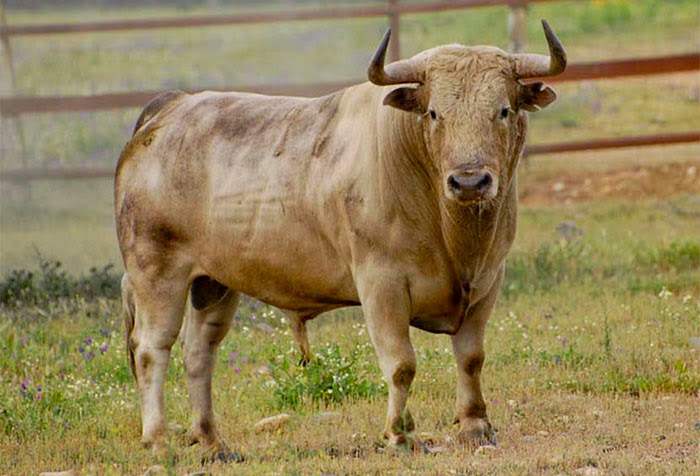 Mucho Más Que Toros: Toro jabonero