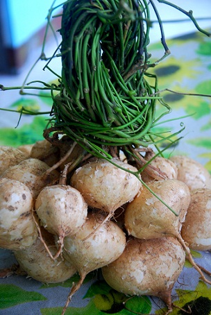 Fruits Stand: Singkamas