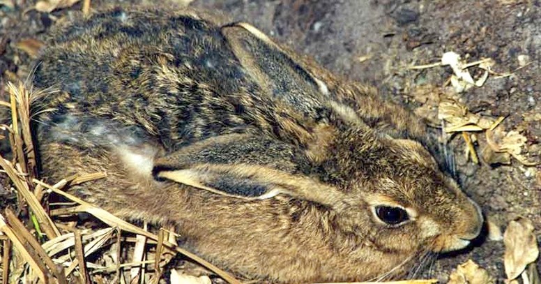 The Leveret: The Hare in Australia
