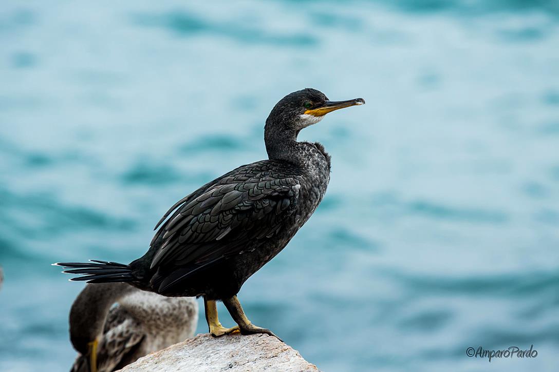 APRENDIENDO: CORMORANES