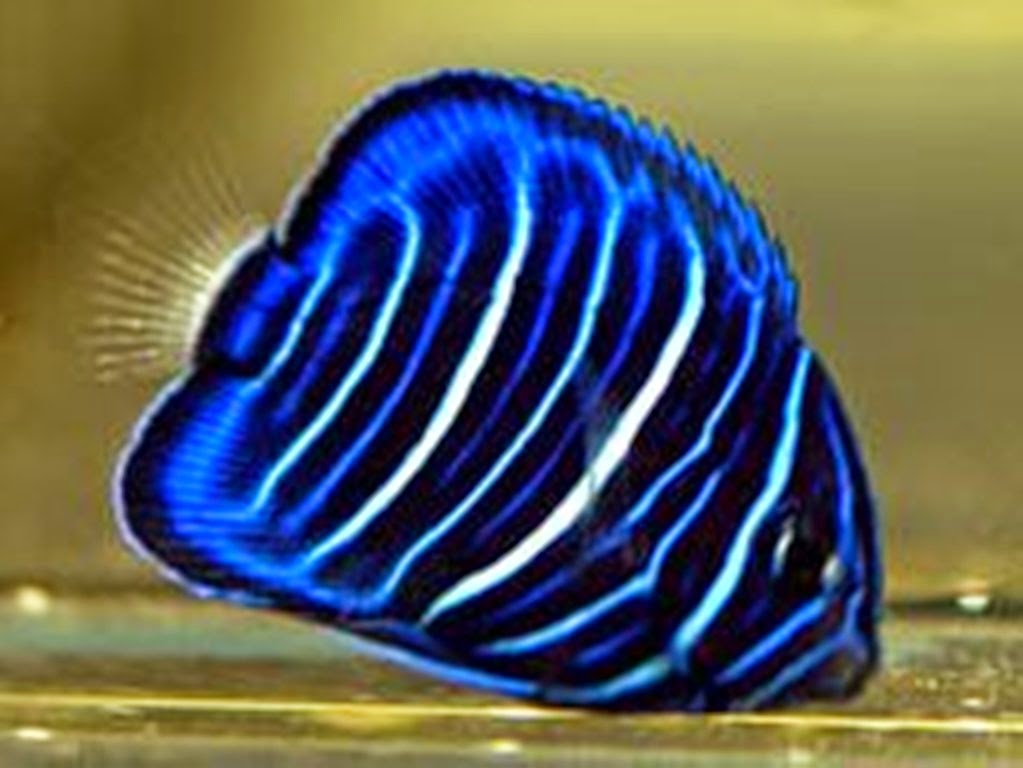 Angelfish - Ikan Angel