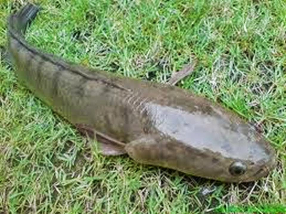 EKOSISTEM RAWA AIR TAWAR: ekosistem rawa air tawar